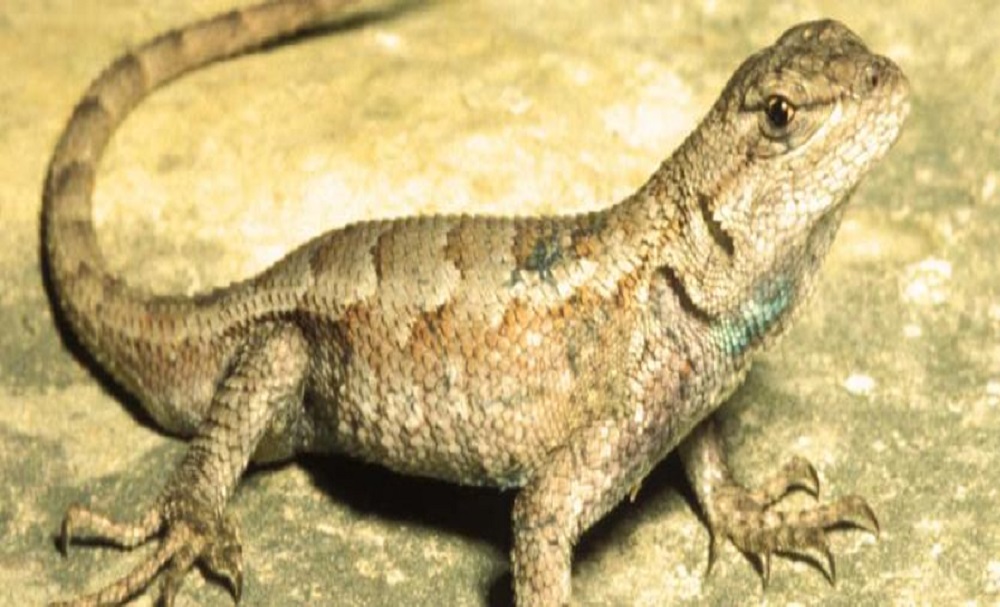 Lizard Birth - Can U Still Hear Me